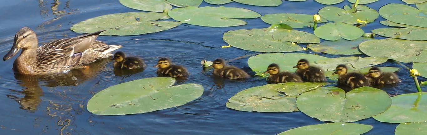 Ecology | Aquatecture